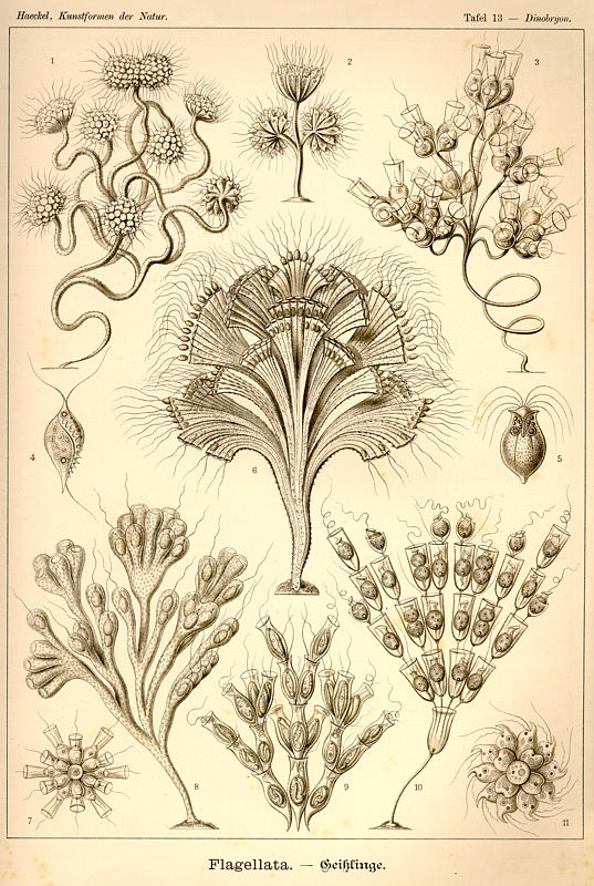 Haeckel illustrations - Evolution illustrated & Imagined