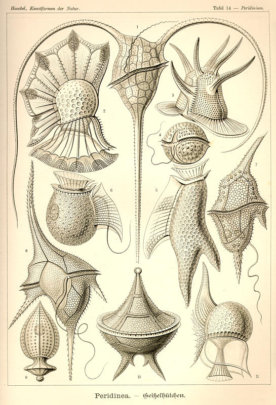 Haeckel illustrations - Evolution illustrated & Imagined